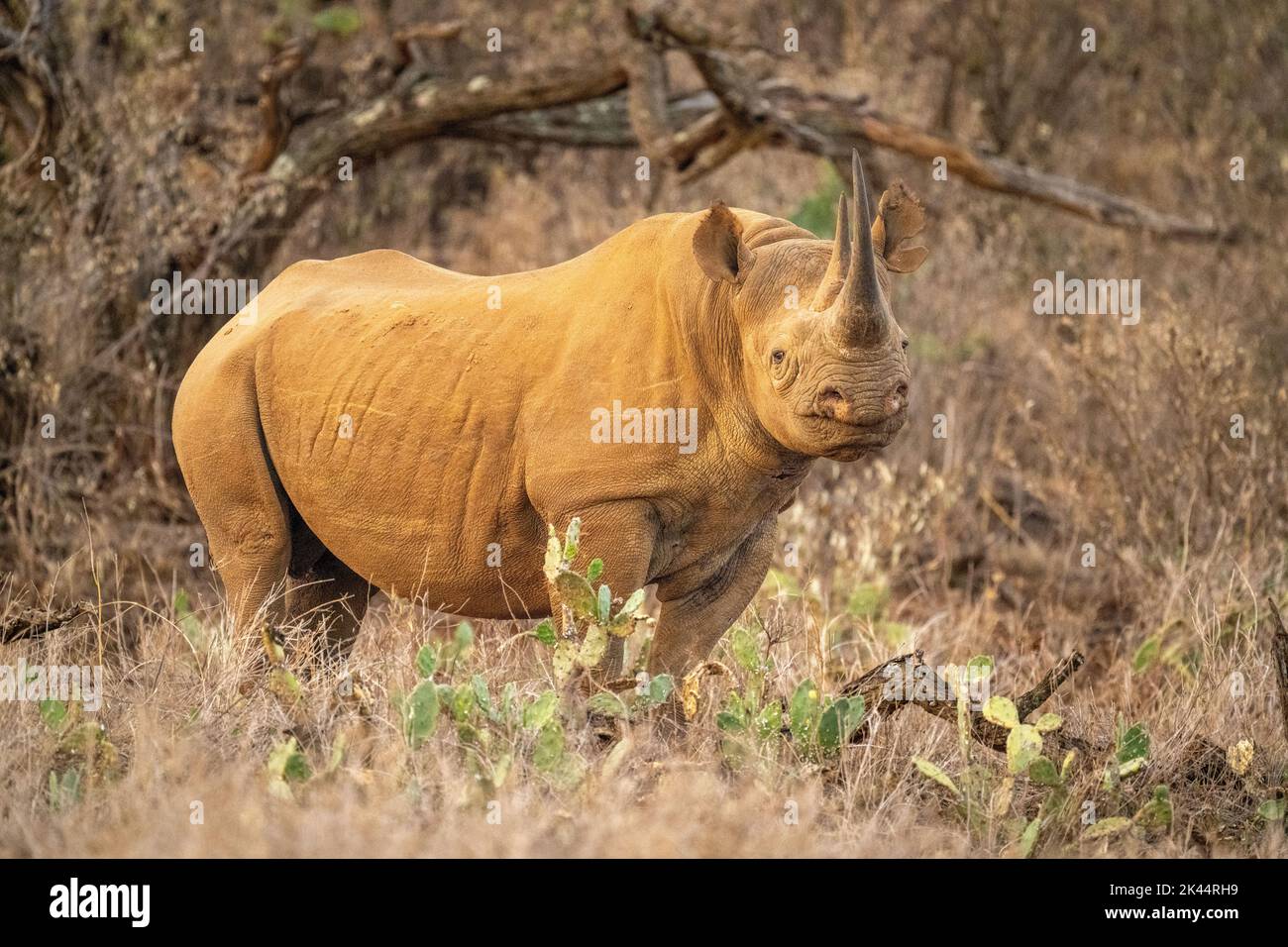 Black rhino stands eyeing camera by cactus Stock Photo - Alamy
