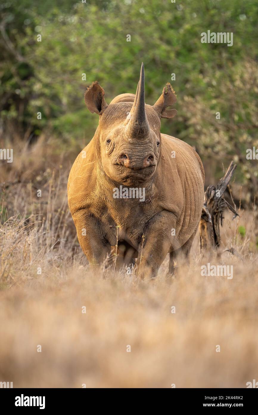 Black rhino stands watching camera in grass Stock Photo - Alamy