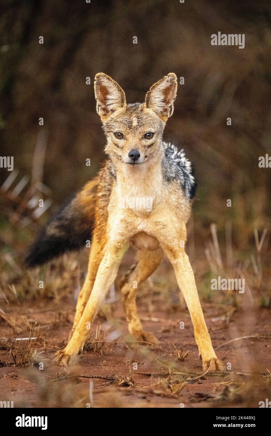 Black-backed jackal stands staring with forelegs apart Stock Photo - Alamy