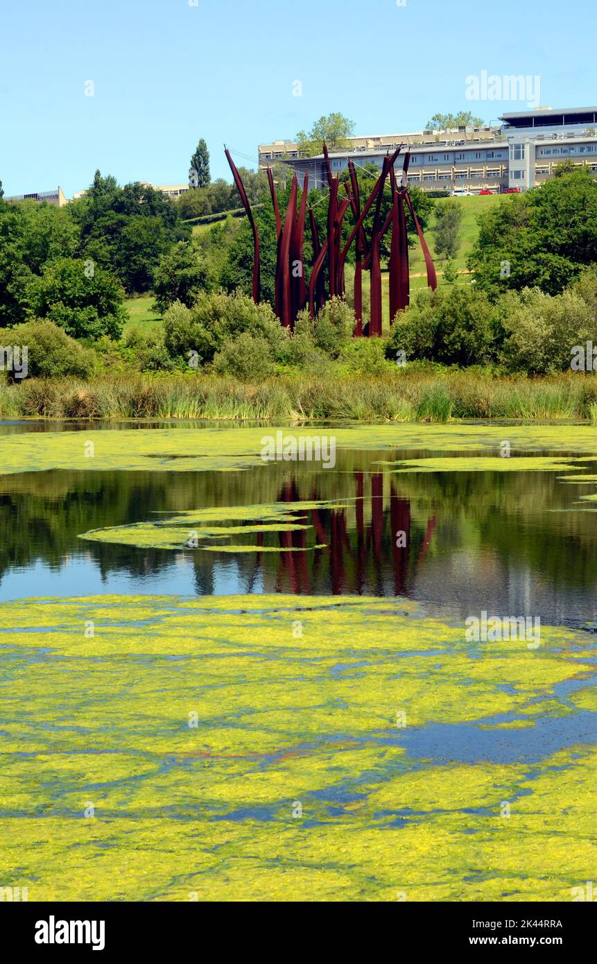 Eutrophication by algae in a freshwater reservoir in vertical view ...