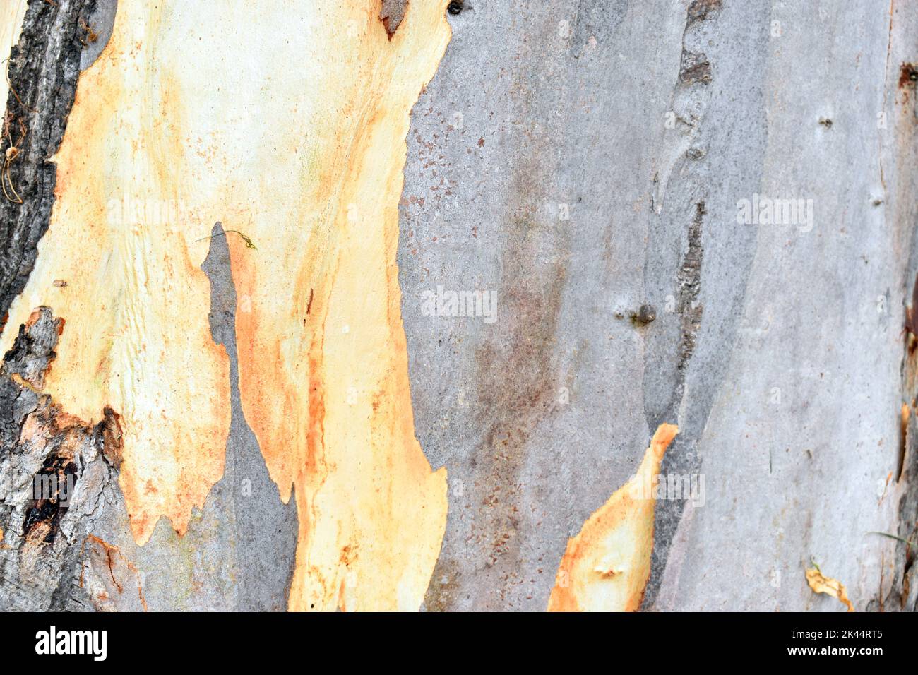 Spp design hi-res stock photography and images - Alamy