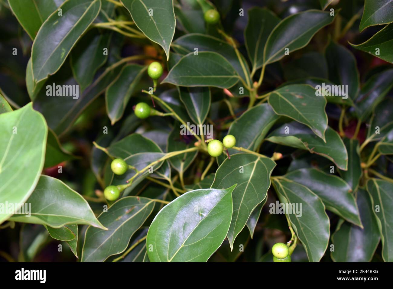 Fruits of the camphor tree (Cinnamomum camphora Stock Photo - Alamy