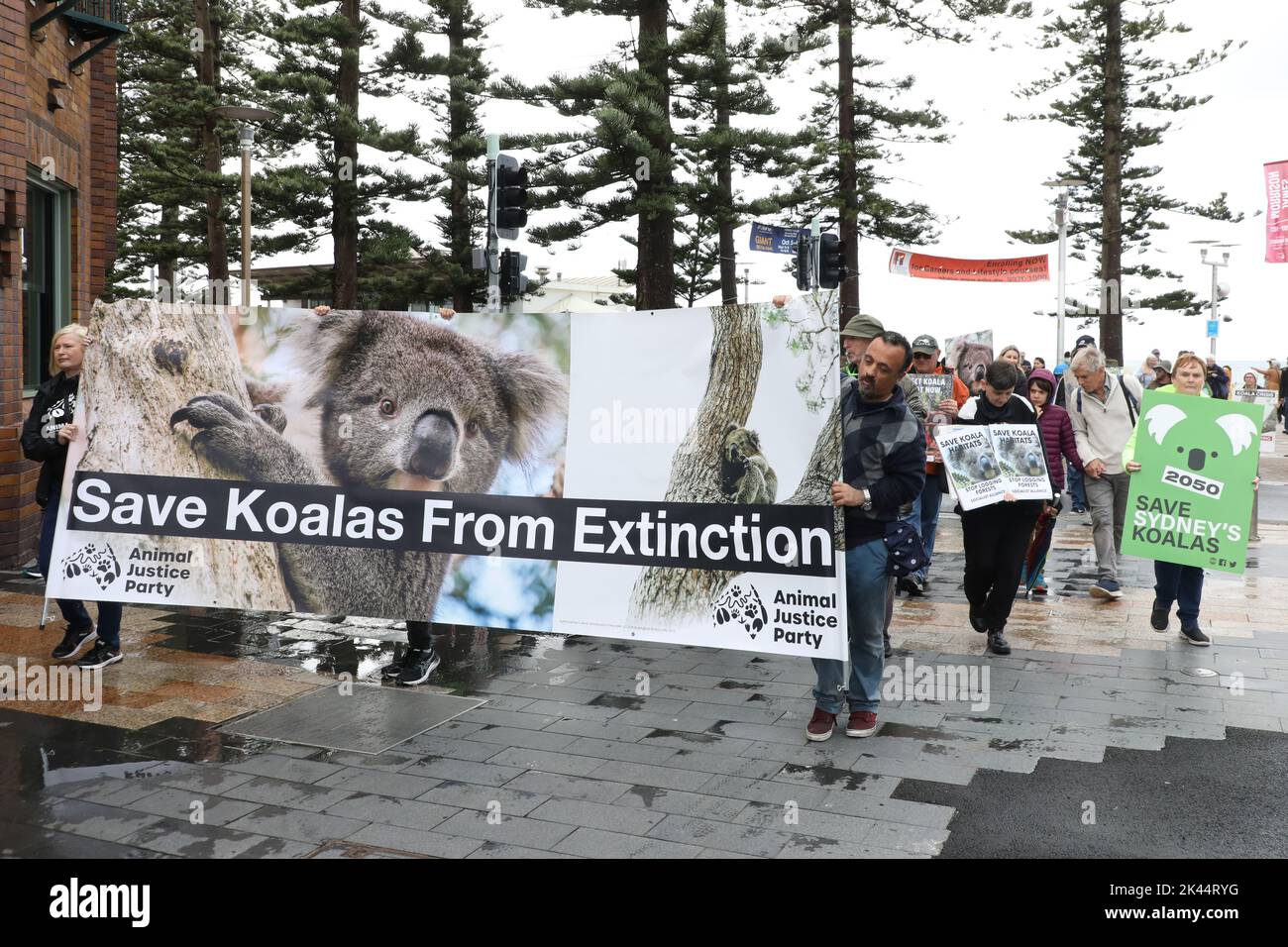 Sydney, Australia. 30th September 2022. On Save the Koala Day ...