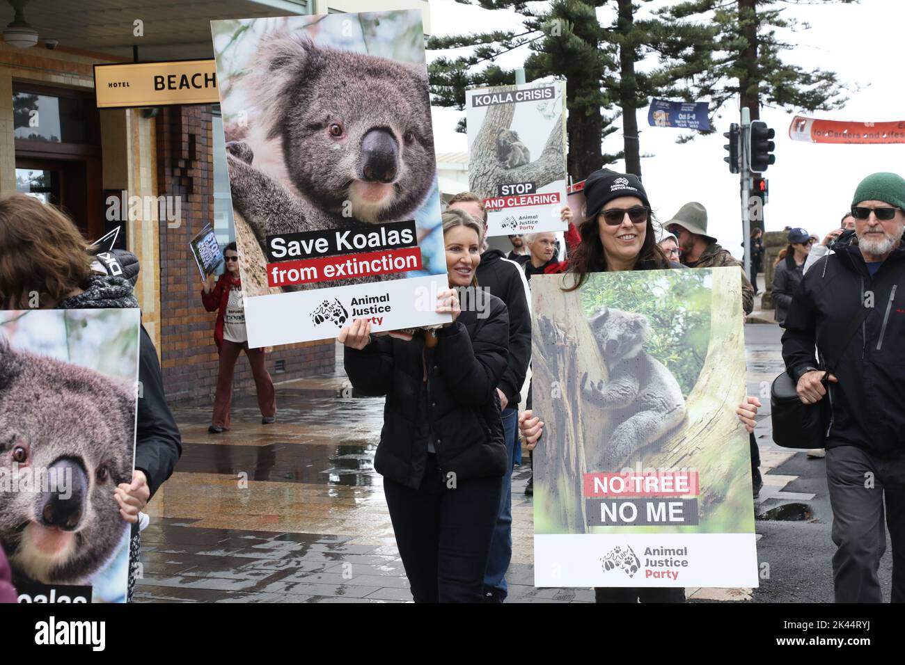 Koala pictured through the trees hi-res stock photography and images ...