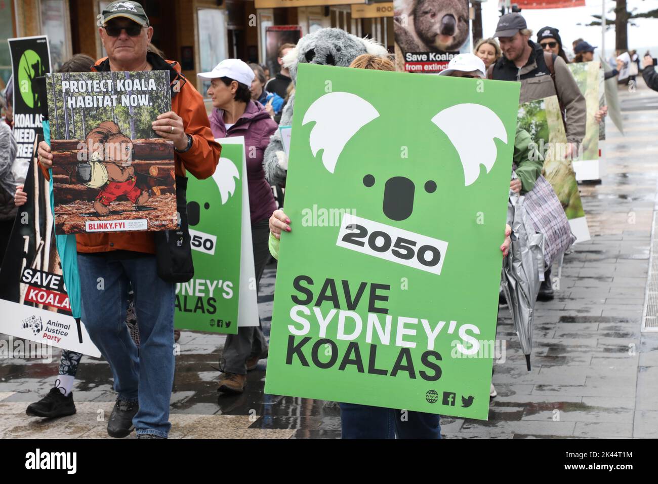 Sydney, Australia. 30th September 2022. On Save the Koala Day ...