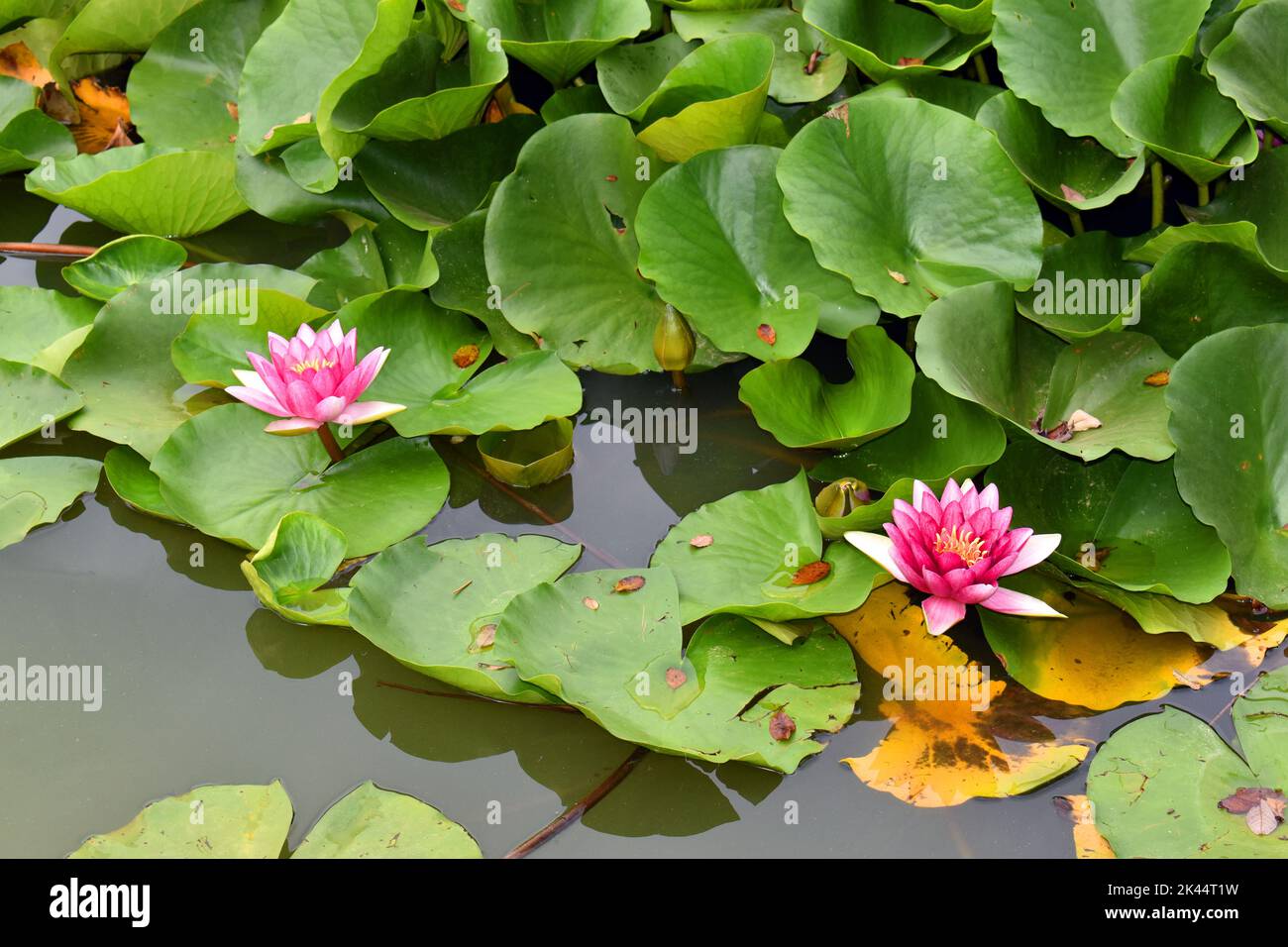 Blooming water lily in a water pond (Nymphaea tetragona Stock Photo - Alamy