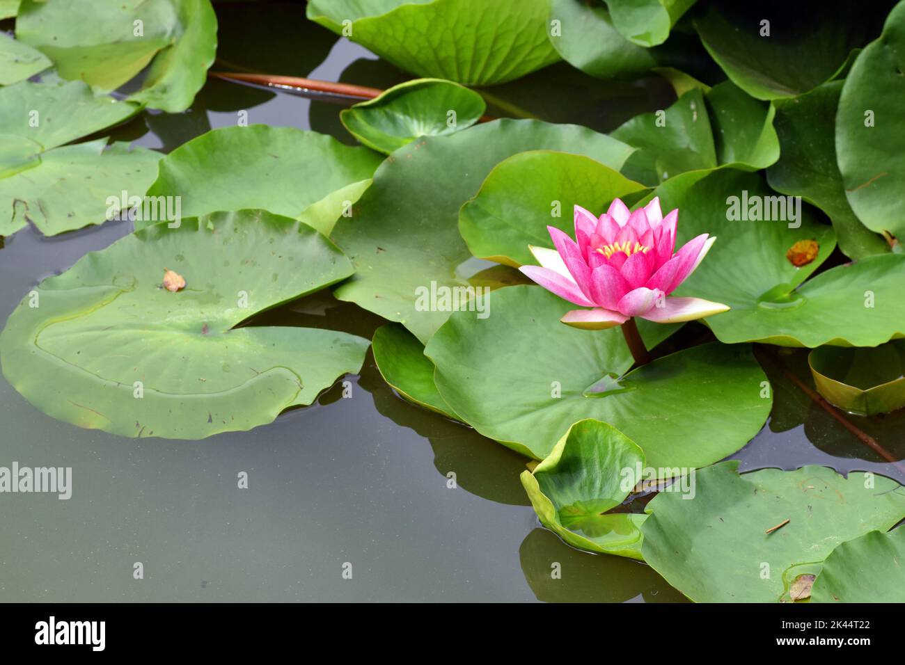 Blooming water lily in a water pond (Nymphaea tetragona Stock Photo - Alamy