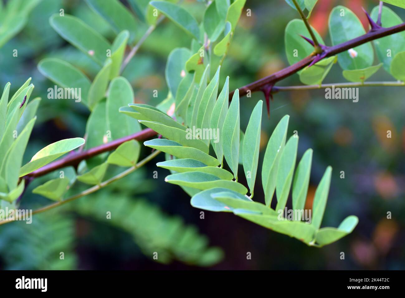 Leaves of the black locust (Robinia pseudoacacia Stock Photo - Alamy