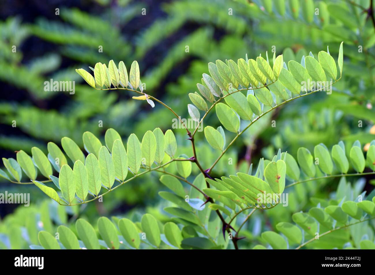 Leaves of the black locust (Robinia pseudoacacia Stock Photo - Alamy