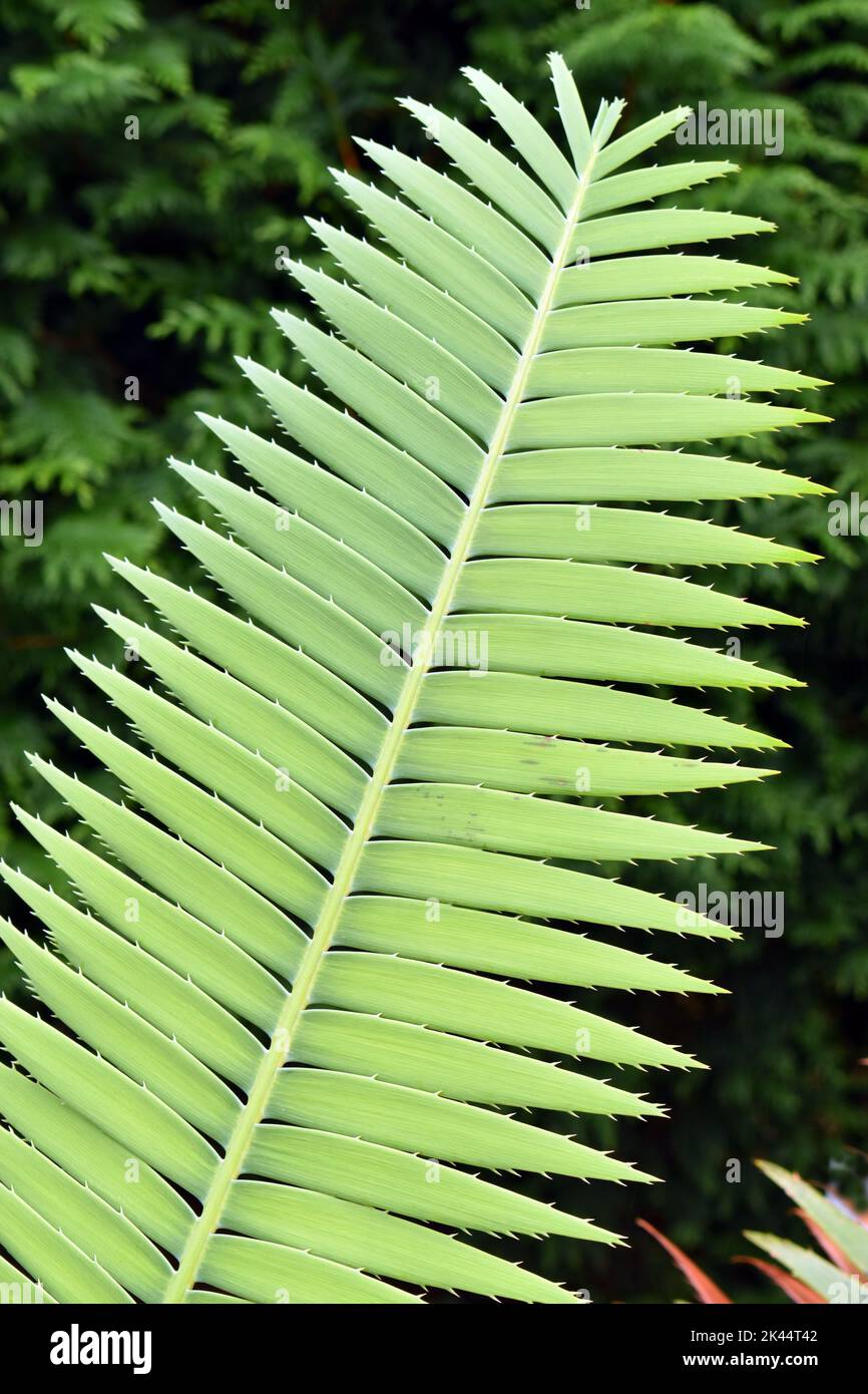 Dioon hi-res stock photography and images - Alamy