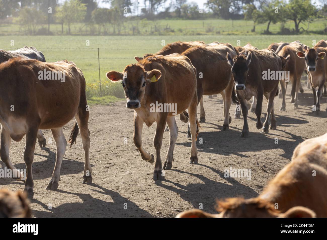 Jersey cows parlor hi-res stock photography and images - Alamy