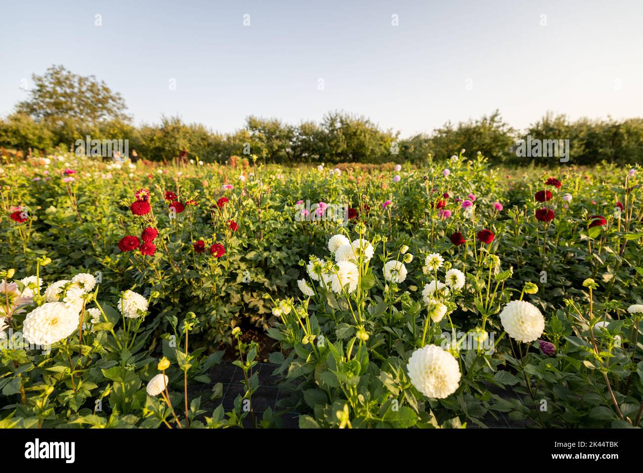 Rural flower farm of dahlias Stock Photo - Alamy