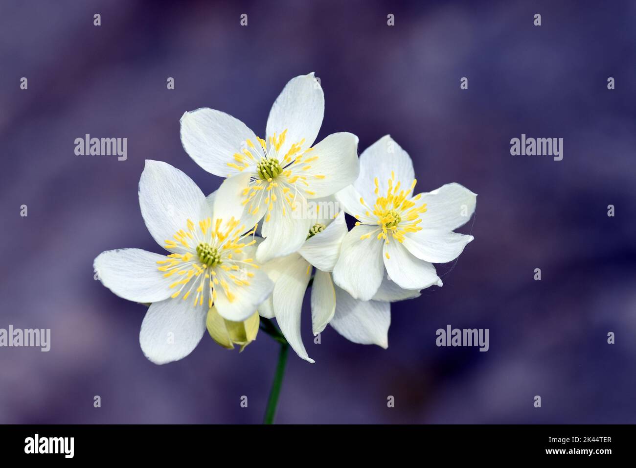 Spring flowering of Thalictrum tuberosum Stock Photo - Alamy