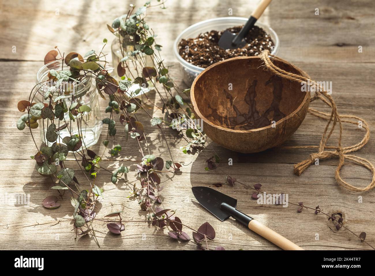 String of Hearts plant stem cuttings rooted in water, empty coconut pot ...