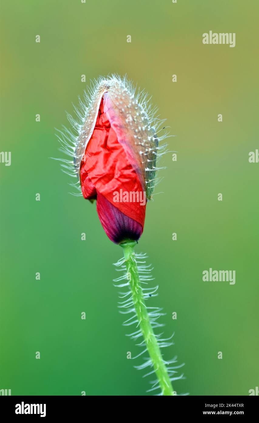 Poppy flower Papaver rhoeas about to open Stock Photo - Alamy