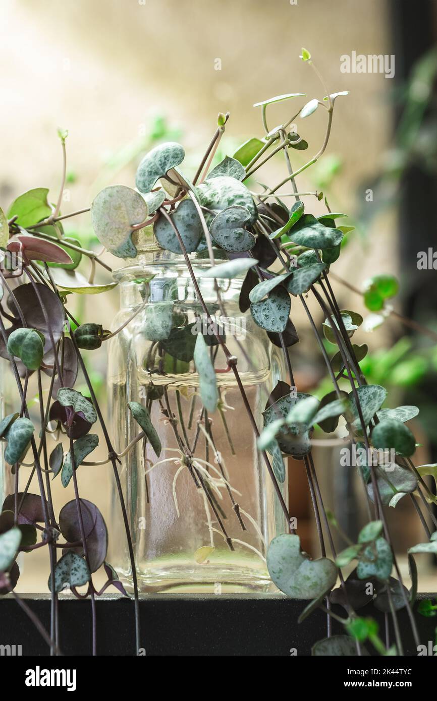 Ceropegia Woodii houseplant Propagation in water. String of Hearts ...