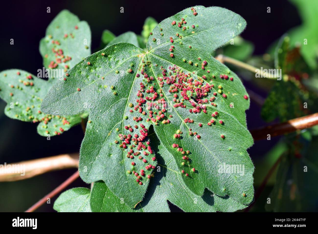Galls of field maple (Acer campestre) produced by the arachnid Aceria ...