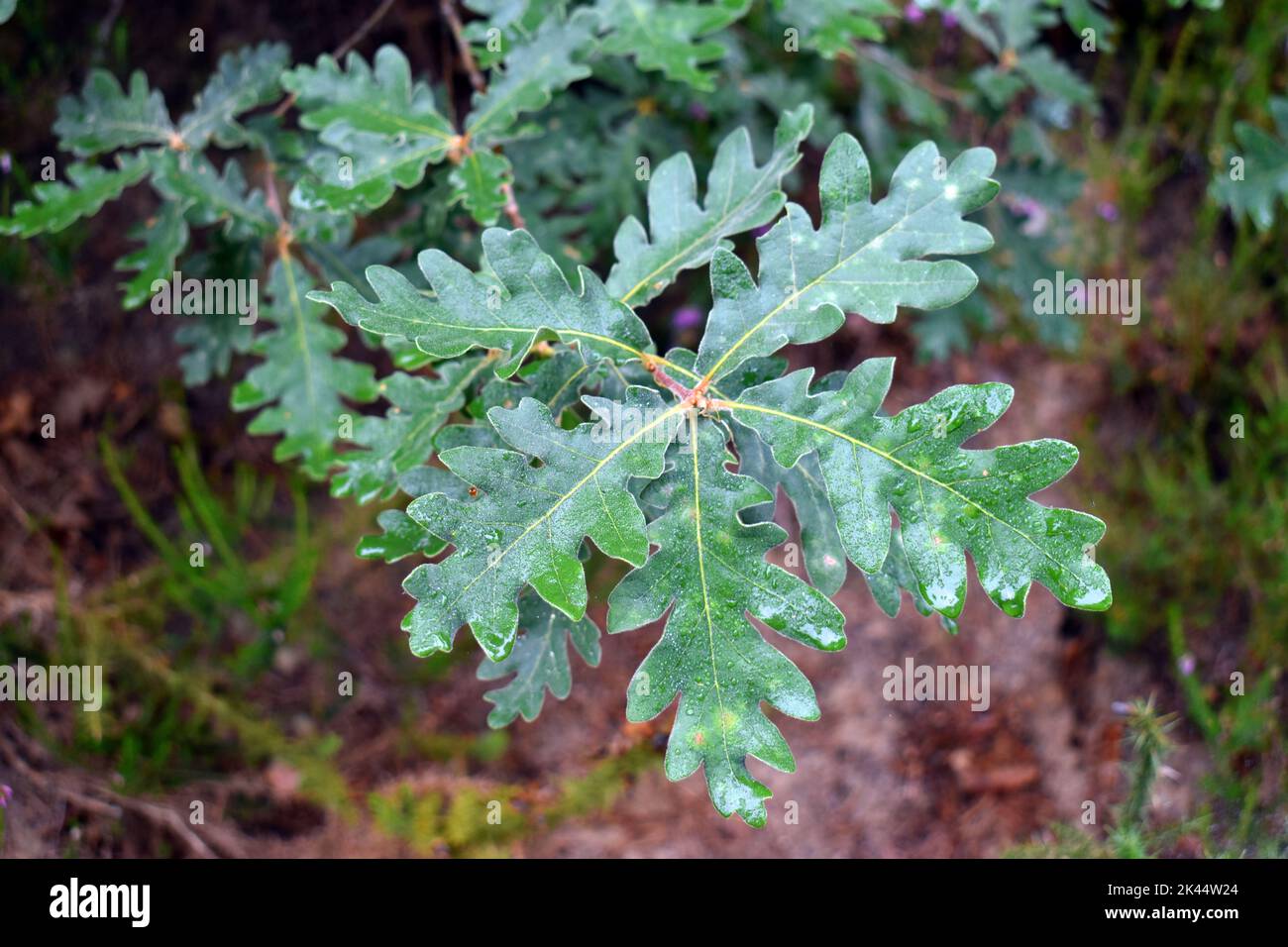 Sessile oak (Quercus petraea Stock Photo - Alamy