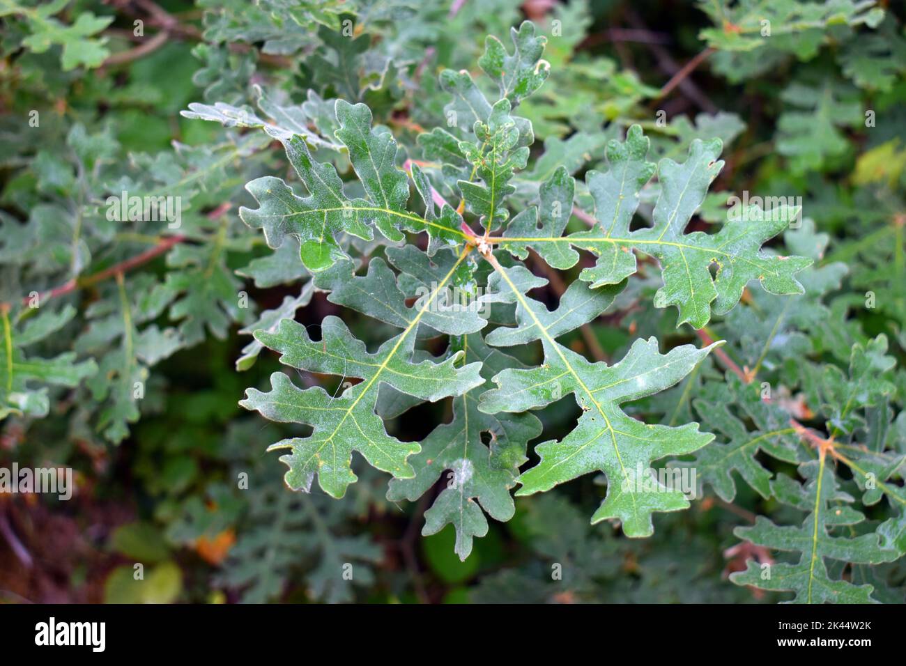 Pyrenean oak tree hi-res stock photography and images - Alamy