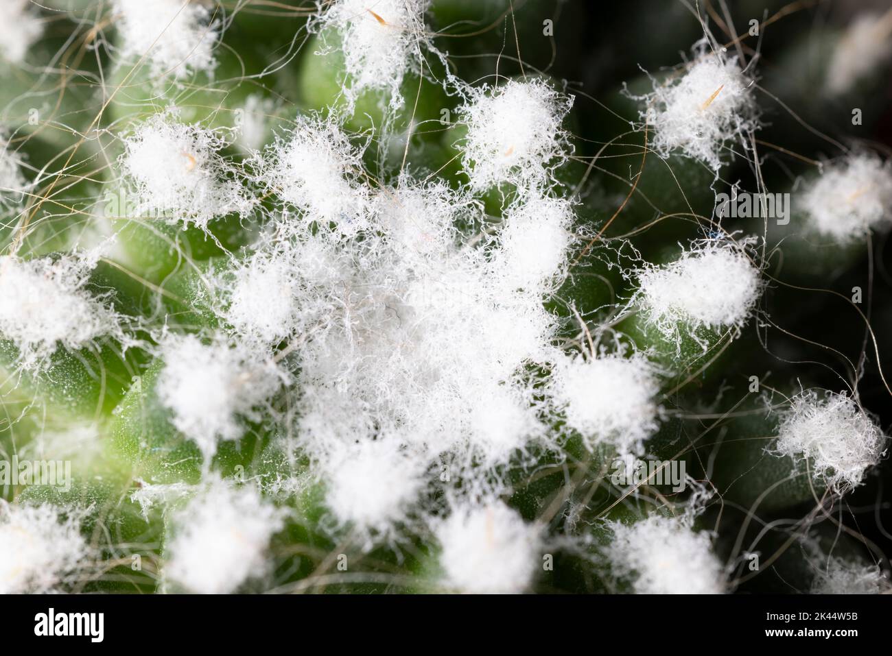 Macro photo of cactus plant. Green plant with withe flowers looks like ...
