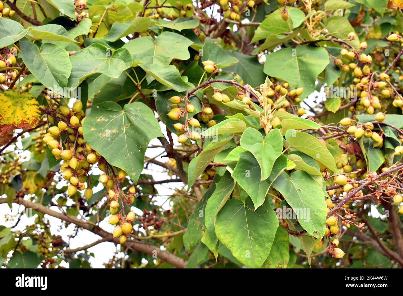 Princess tree (Paulownia tomentosa) leaves and fruits Stock Photo - Alamy