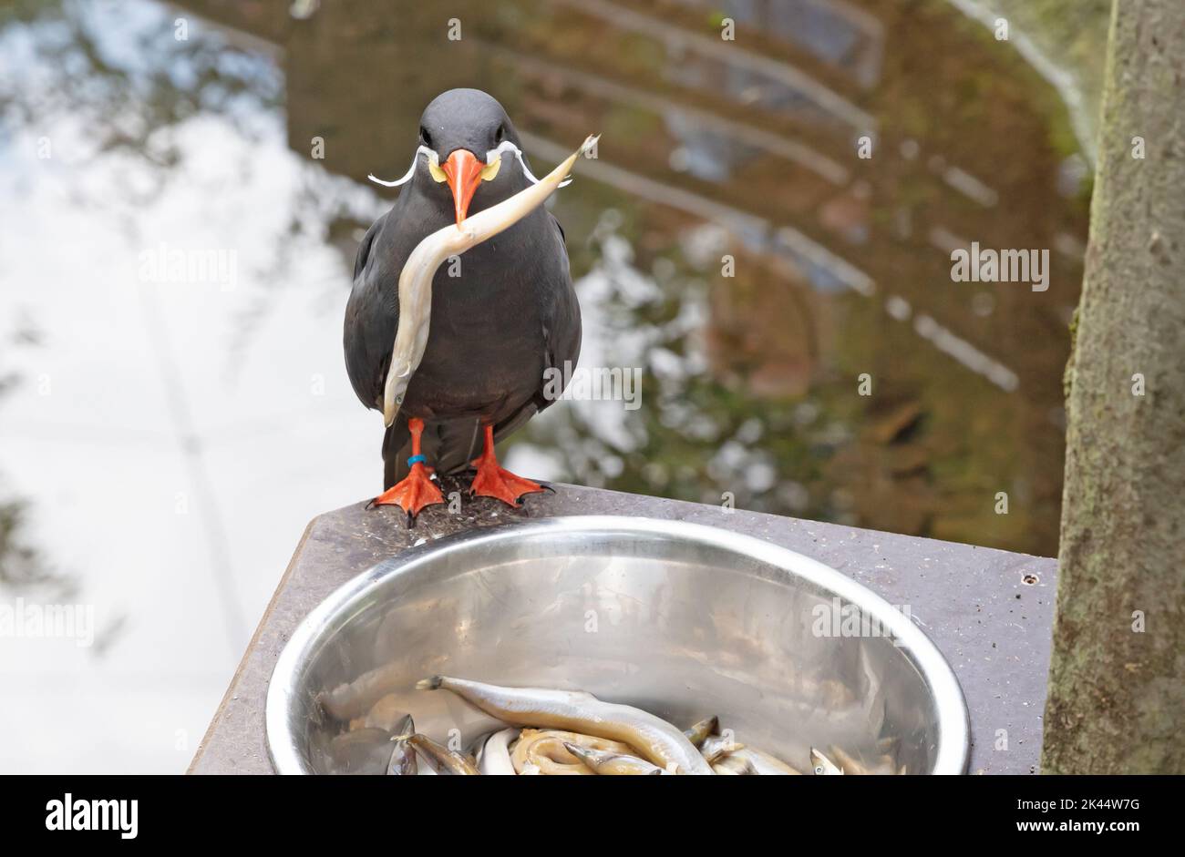 Healthy Inca Tern eating fish from a metal bowl - These birds are ...