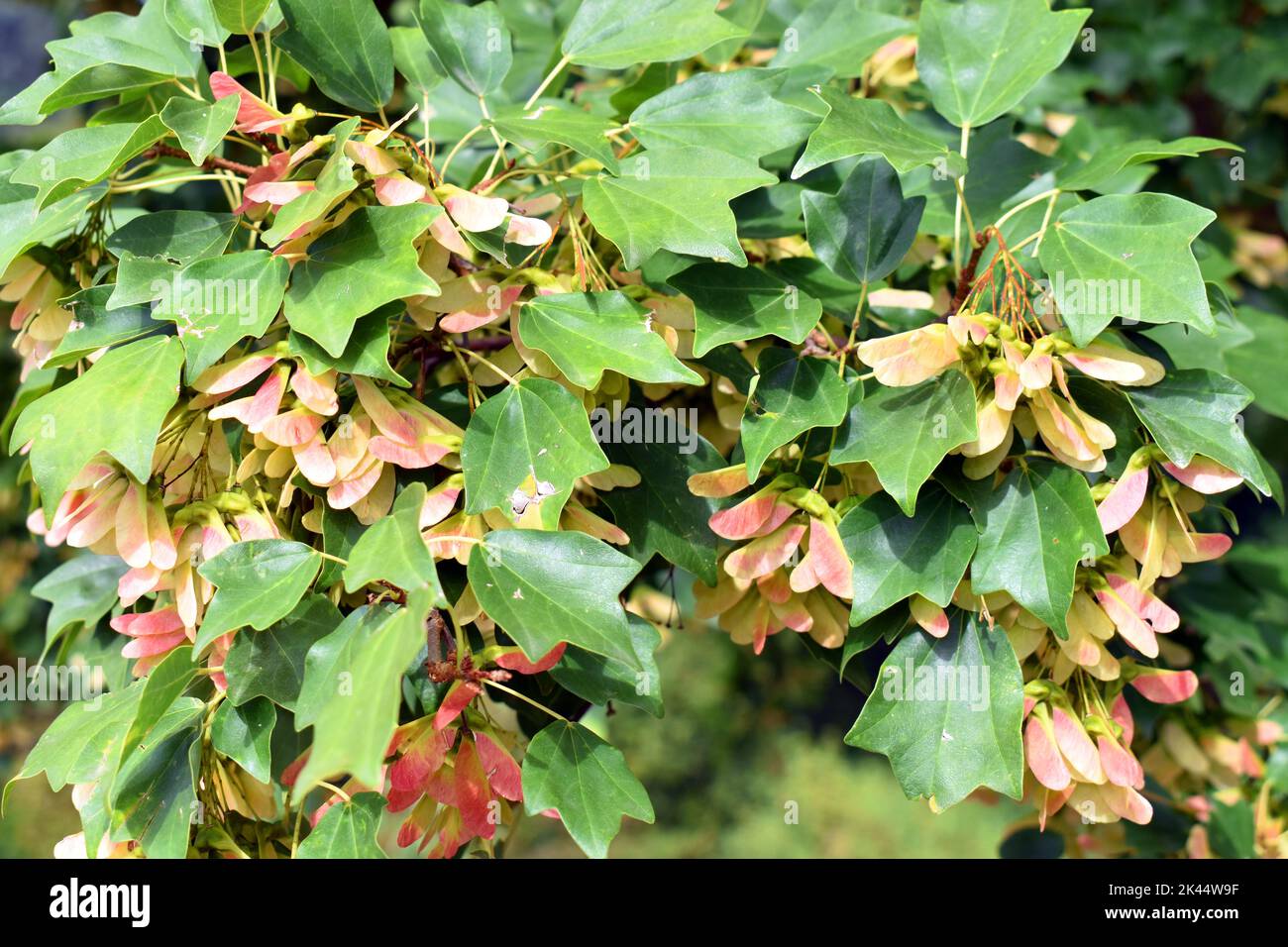 Trident maple leaves and fruits (Acer buergerianum Stock Photo - Alamy