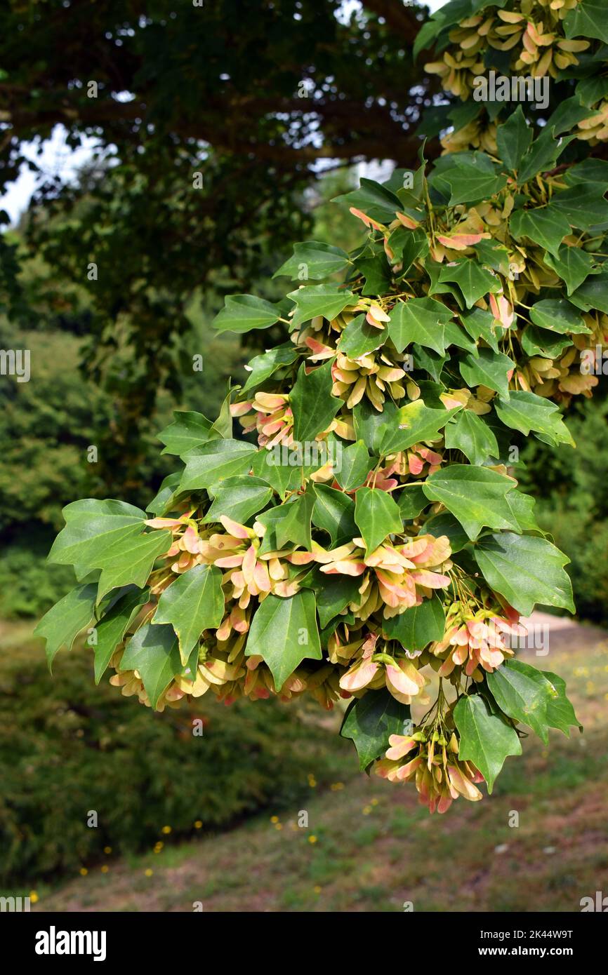 Trident maple leaves and fruits (Acer buergerianum Stock Photo - Alamy