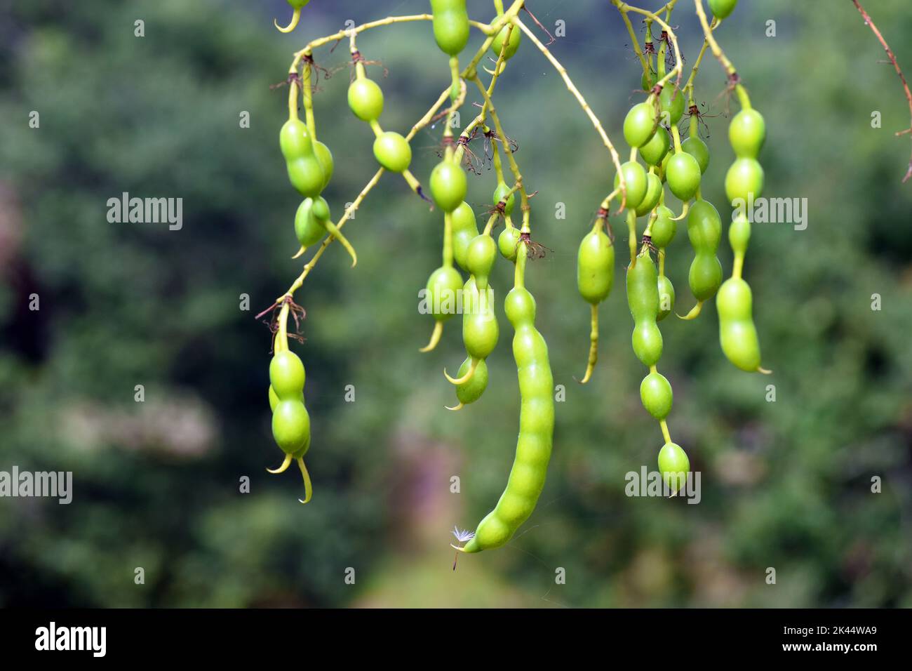 Japanese pagoda tree fruits (Styphnolobium japonicum, or Sophora ...