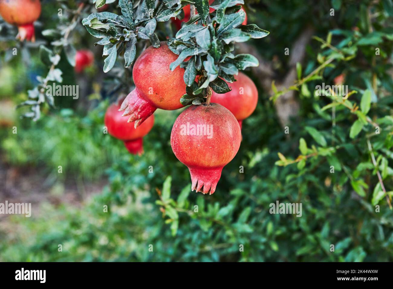 Terrific Are Pomegranates In Season Gallery
