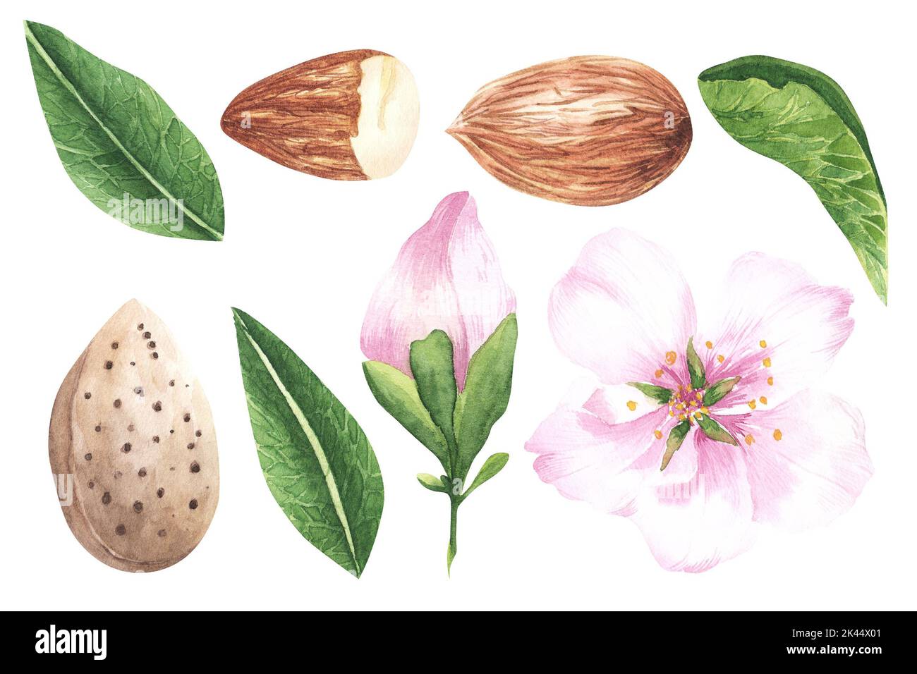 Almond set watercolor isolated on white background hand drawn. nuts ...