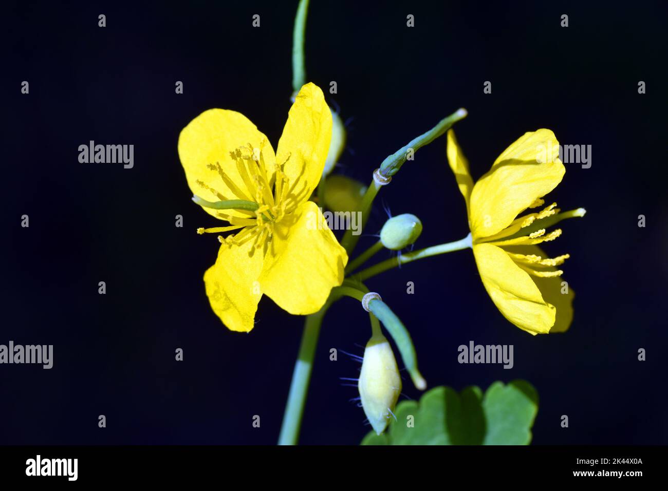 Flowers of greater celandine (Chelidonium majus), a well-known ...