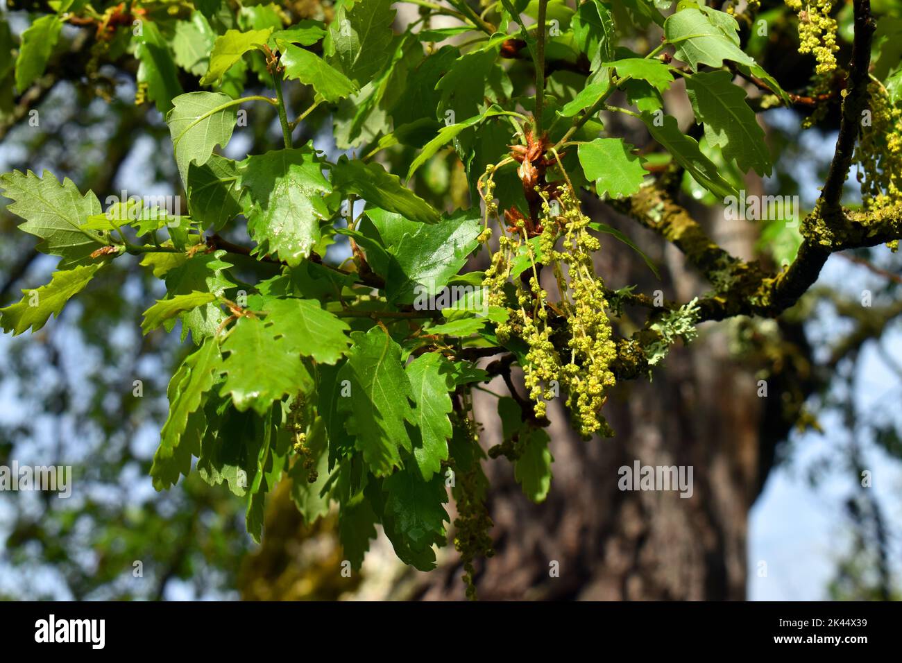 Male flowers and leaves of the gall oak (Quercus faginea Stock Photo ...