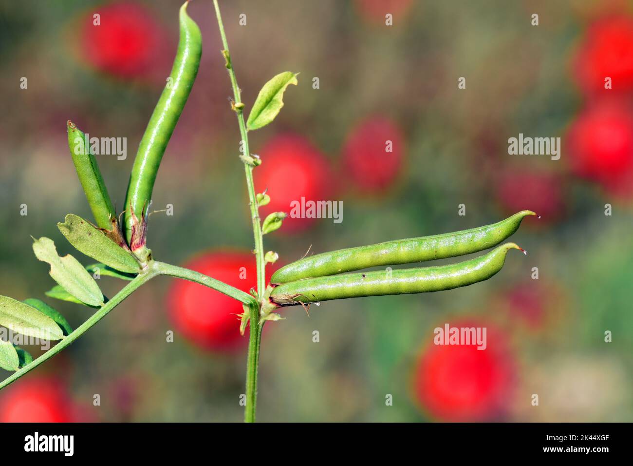 Pod-shaped fruit of a wild fabaceae Stock Photo - Alamy