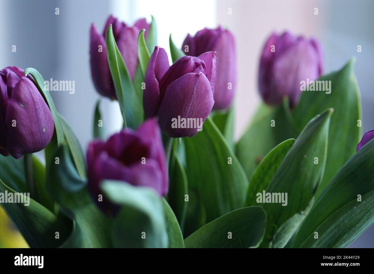 Stock image of tulips hi-res stock photography and images - Alamy