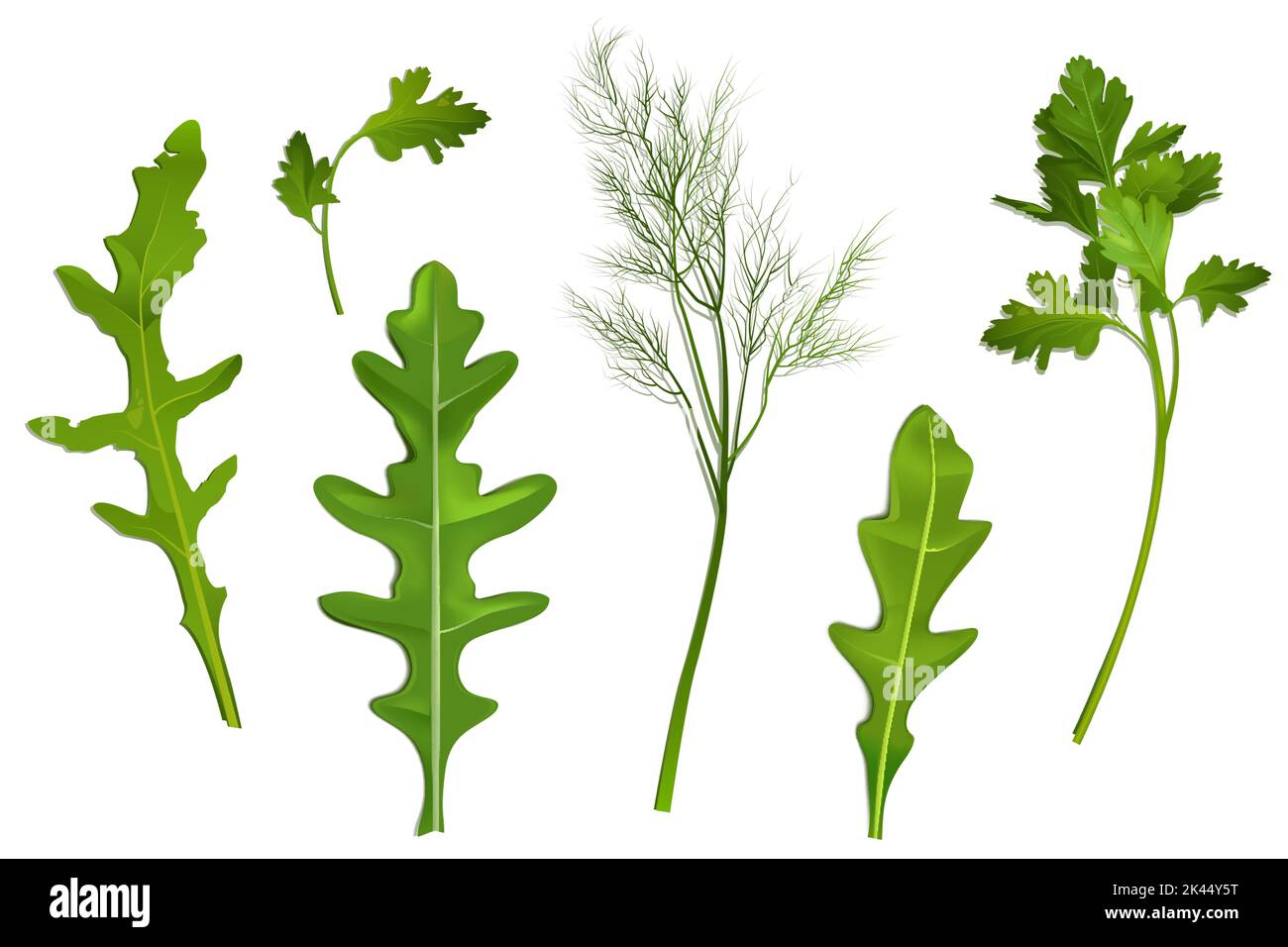 Spice leaves, parsley, dill and arugula vector realistic illustration ...