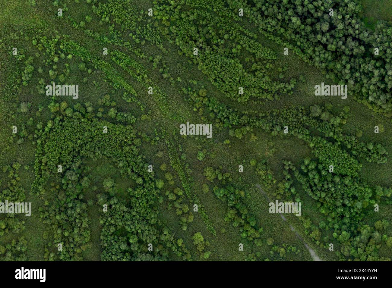 Aerial view taken by a drone showing wetlands with large forests and ...