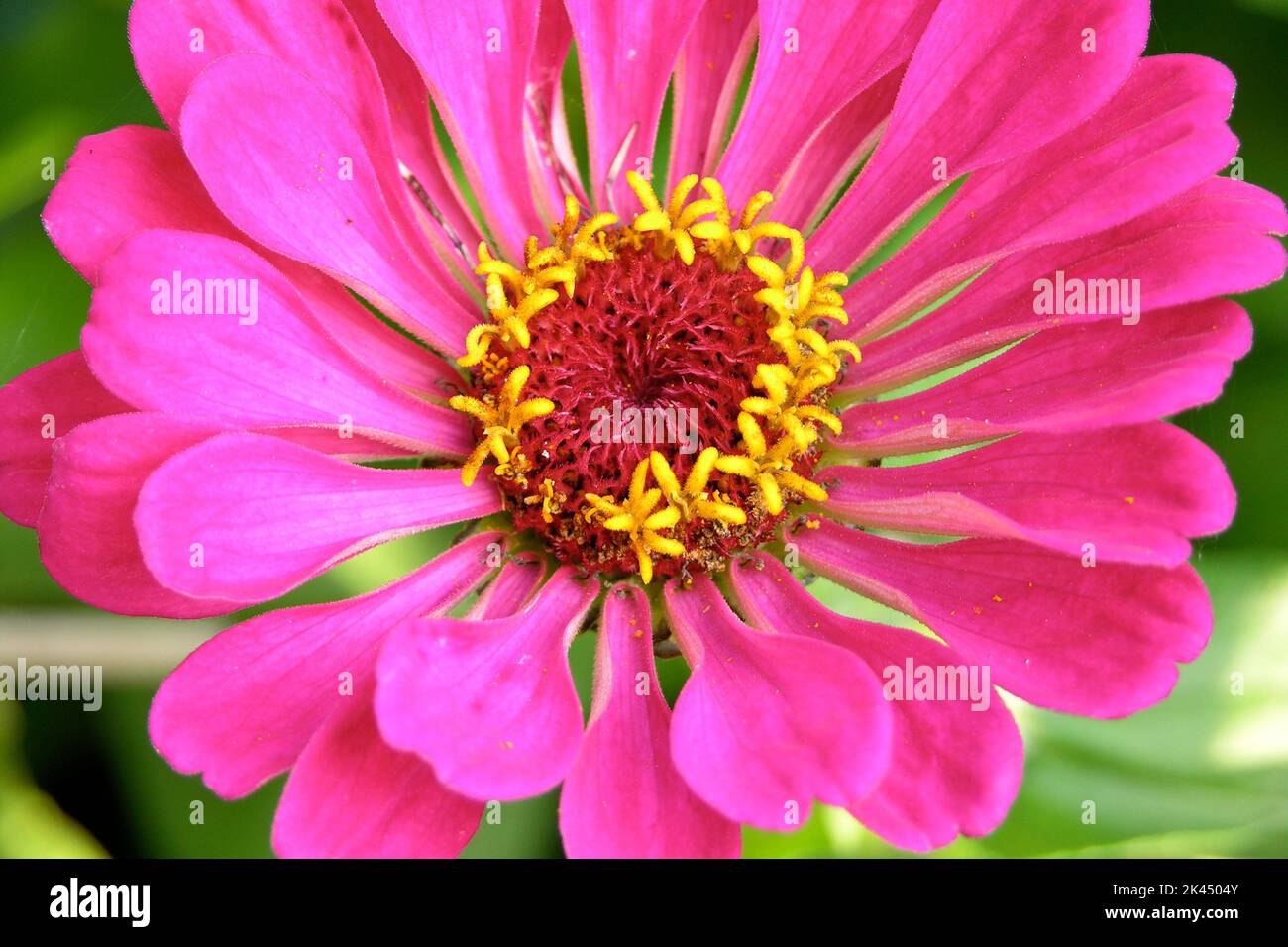Zinnia flower stock image Stock Photo - Alamy