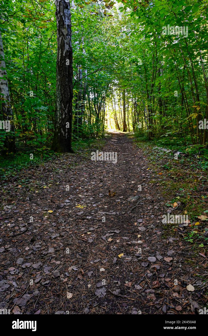 green forest with nice path straight through Stock Photo - Alamy