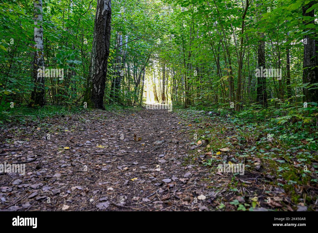 green forest with nice path straight through Stock Photo - Alamy