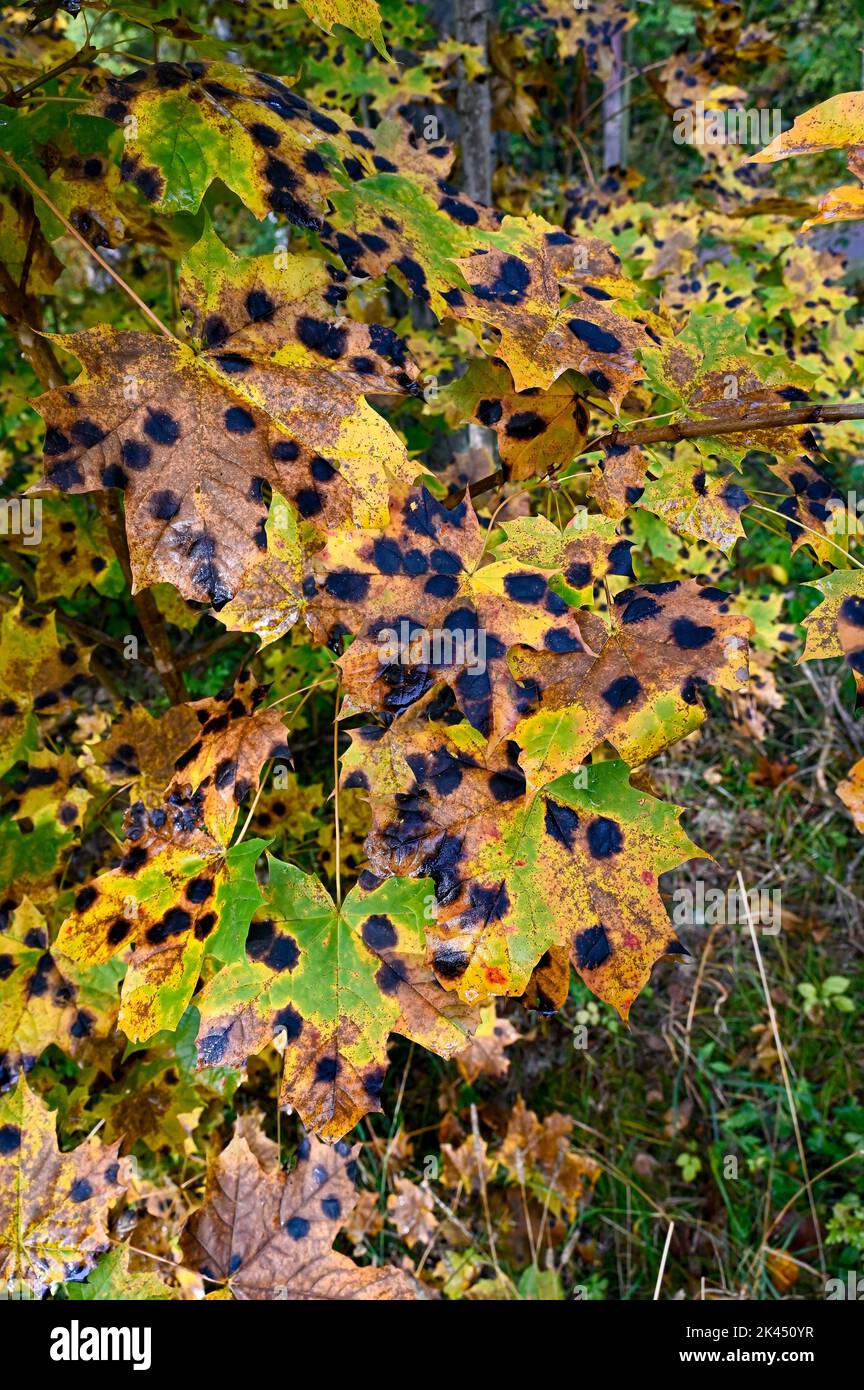 Rhytisma acerinum Tar spots on maple leaves Stock Photo - Alamy