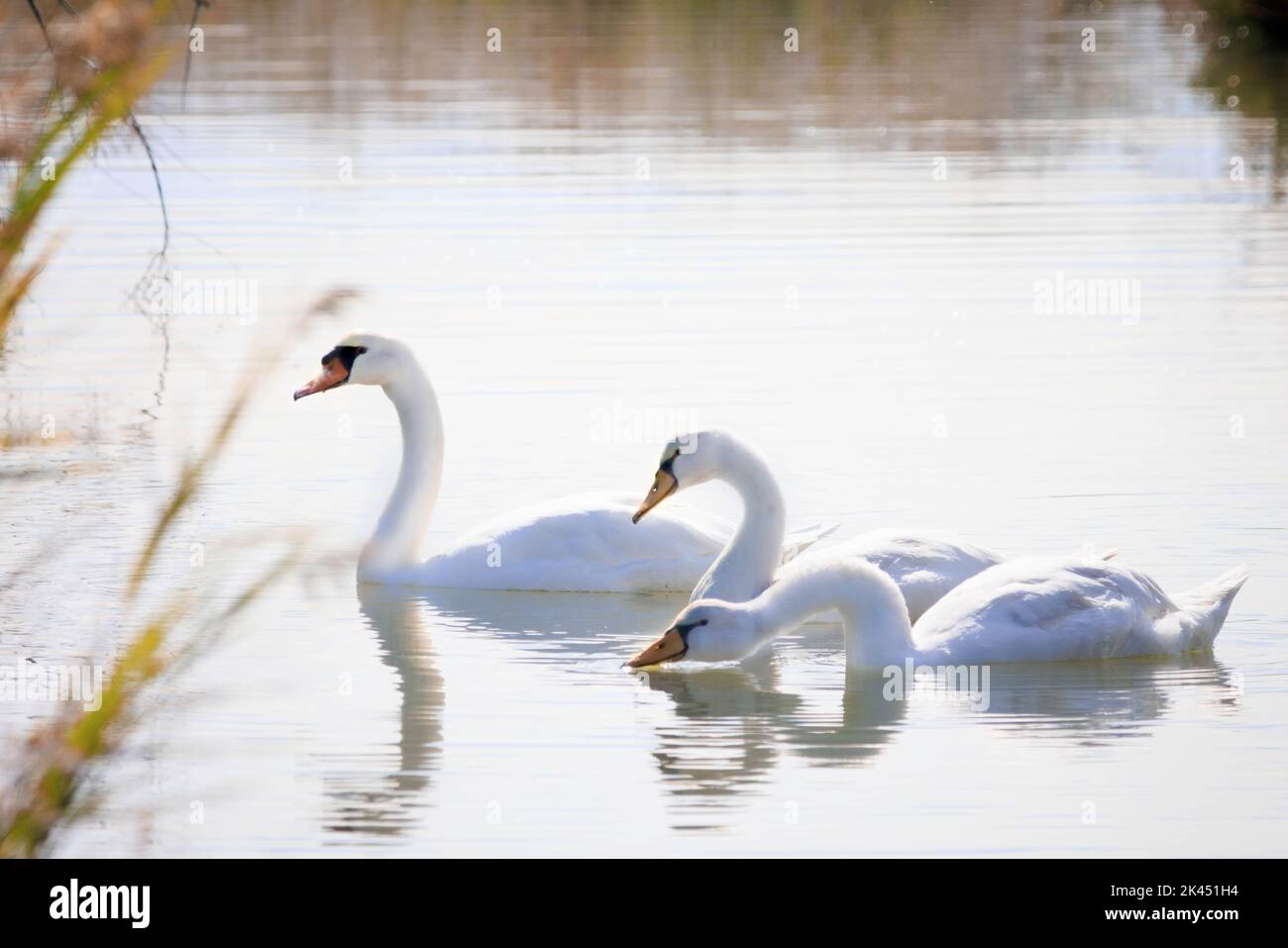 White swans on the lagoon -Caposile Portegrandi birdwatching Stock ...