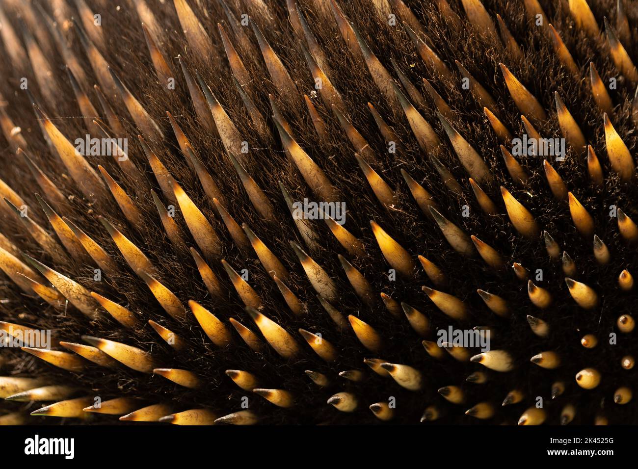 A close up shallow depth of field macro photo of the hair and quill ...