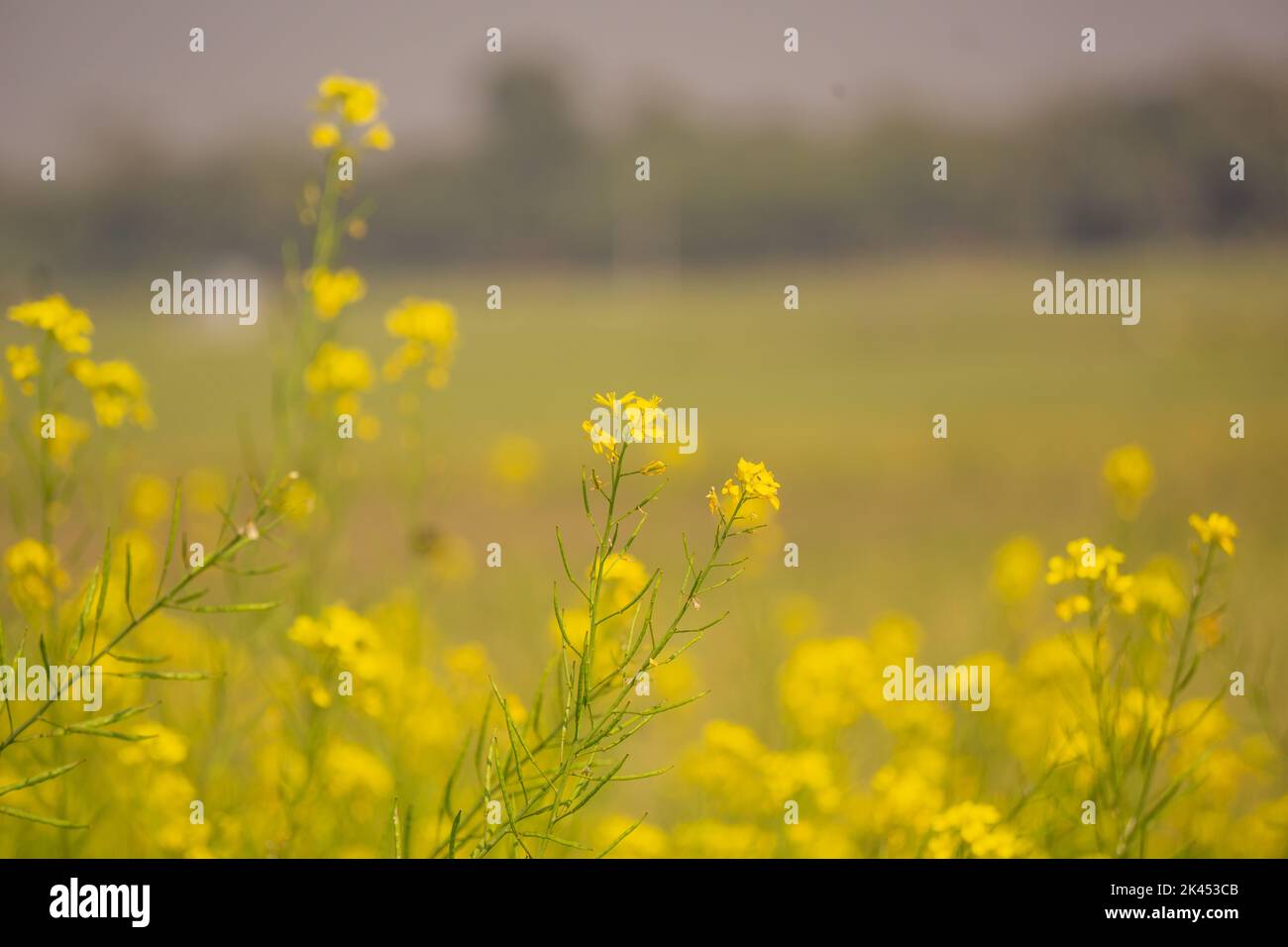 This is a high-resolution natural photo. Bees are collecting honey from ...