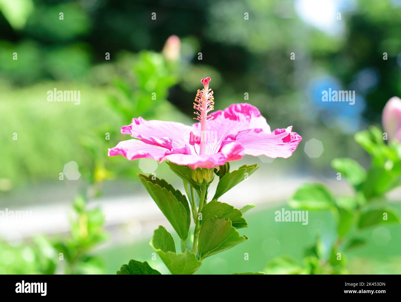 Hibiscus rosa-sinensis, known colloquially as Chinese hibiscus, China ...