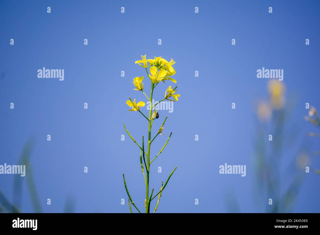 This is a high-resolution natural image of a yellow mustard flower. The ...