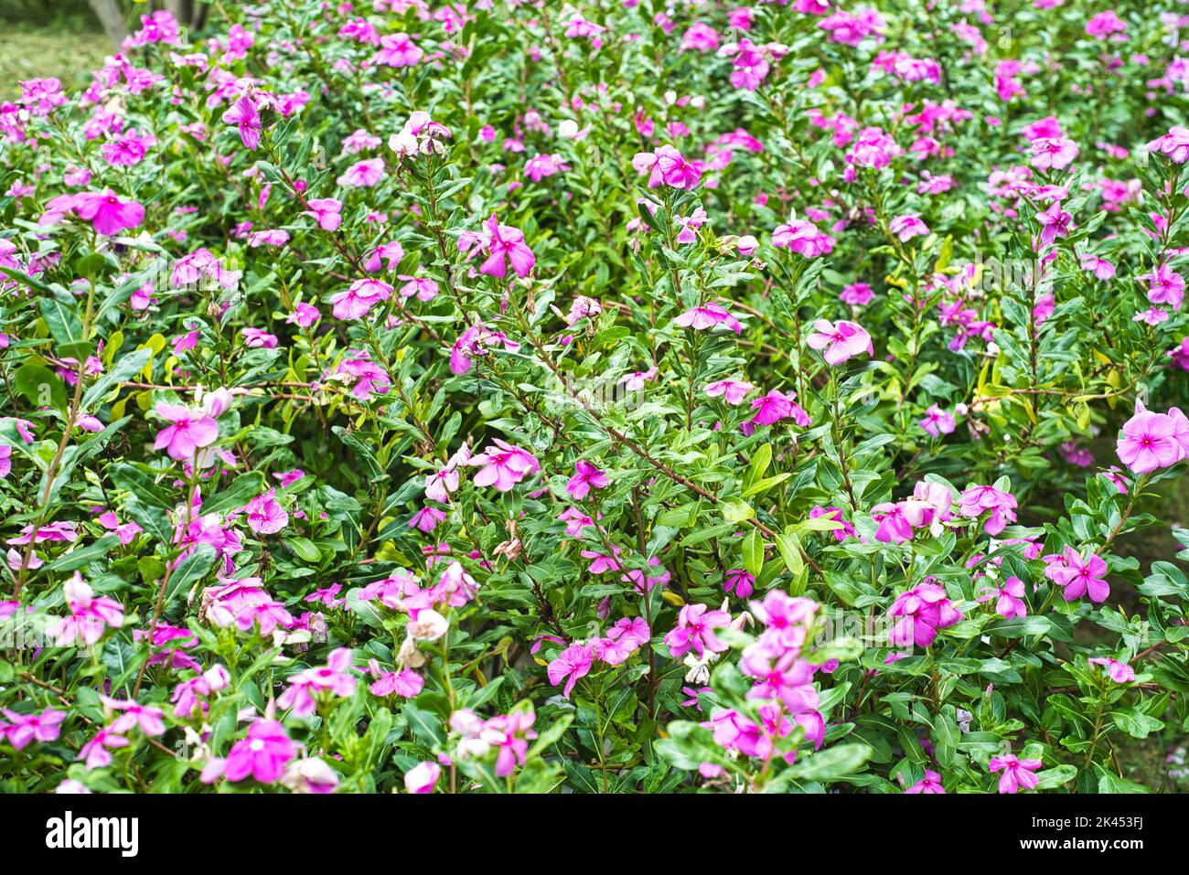 Catharanthus Roseus (Madagascar Periwinkle) CABI Compendium