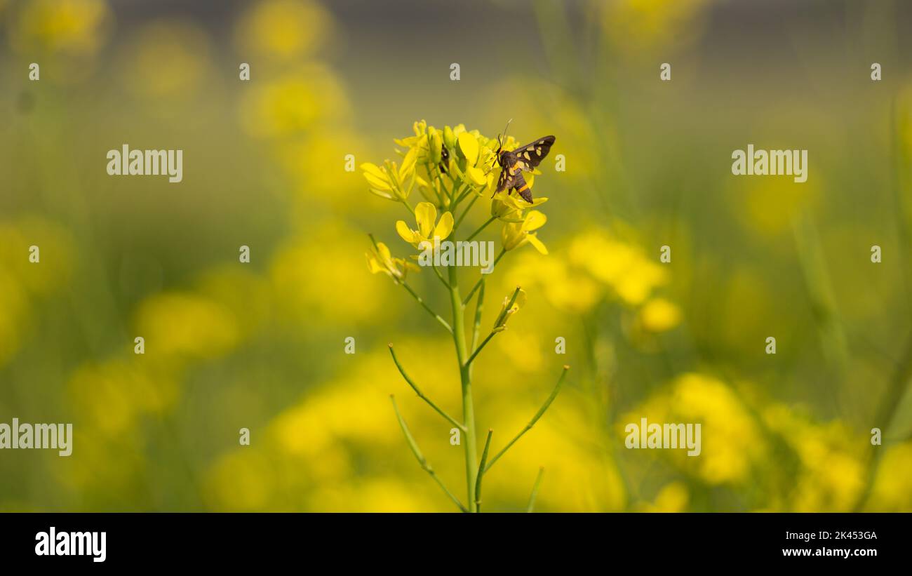 This is a high-resolution Bangladeshi natural photo. Yellow mustard ...
