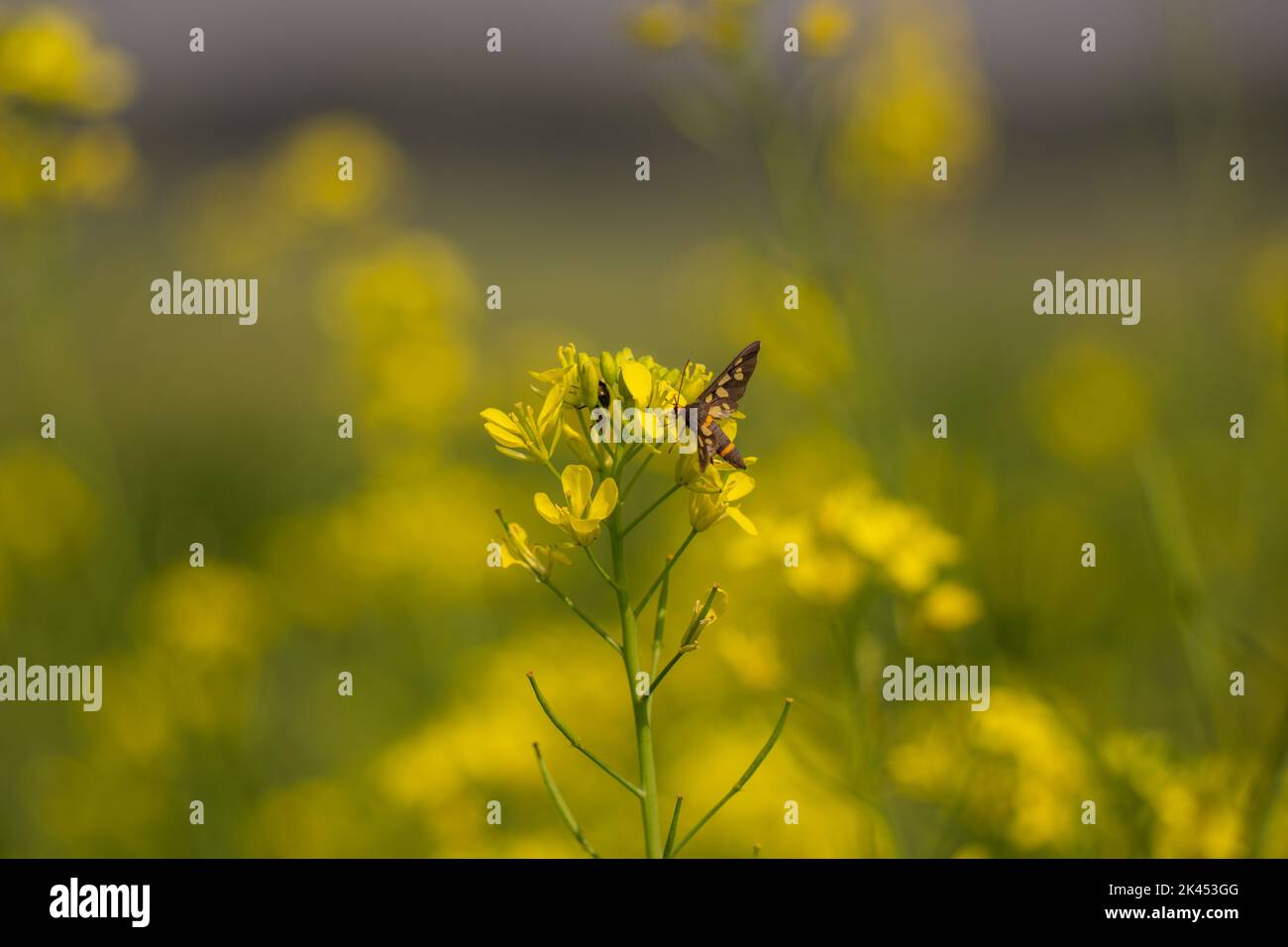 This is a high-resolution Bangladeshi natural photo. Yellow mustard ...