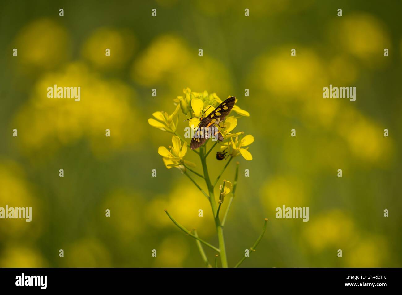 This is a high-resolution Bangladeshi natural photo. Yellow mustard ...